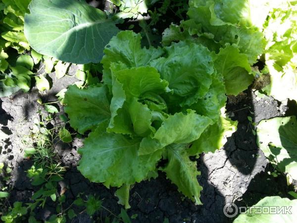 Отзыв о Семена салата Agroni "Айс Квин" | Не заполонит вам огород