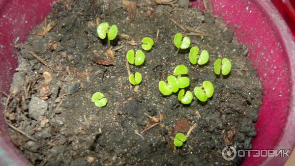 Отзыв о Семена колеуса Плазменные семена "Черный дракон" | Нарядная ...